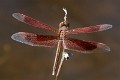 Neurothemis stigmatizans (Painted Grasshawk) – Odo-nutters